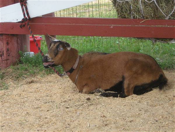 Piscataquis Valley Fair Photos